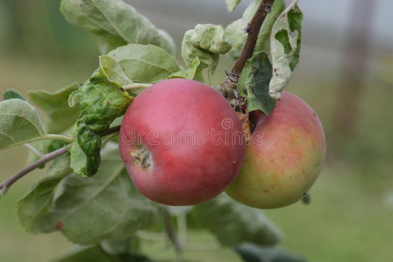 The Apples are Ripe in the Garden Stock Photo - Image of garden, juicy ...