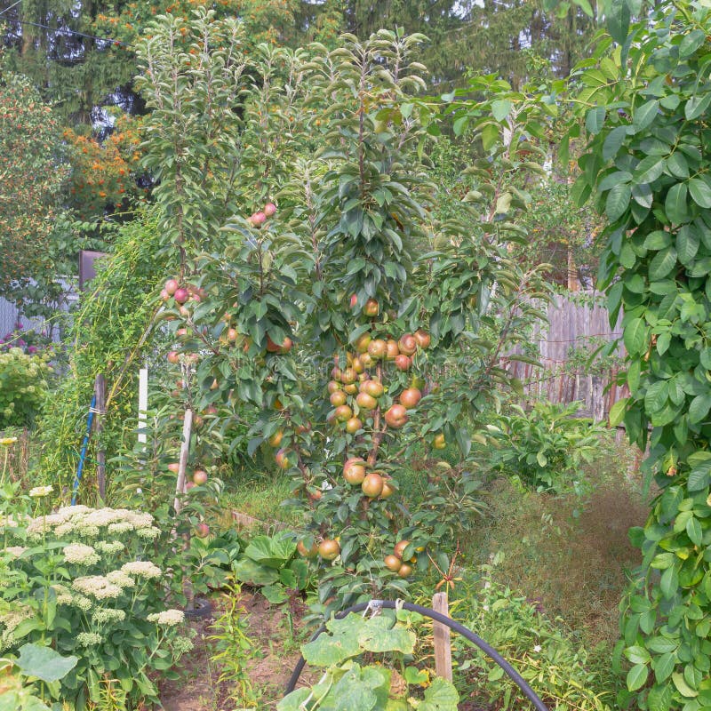 Apples Ripen on a Columnar Apple Tree, Many Apples Turn Red on the ...