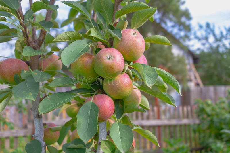 Apples Ripen on a Columnar Apple Tree, Many Apples Turn Red on the ...