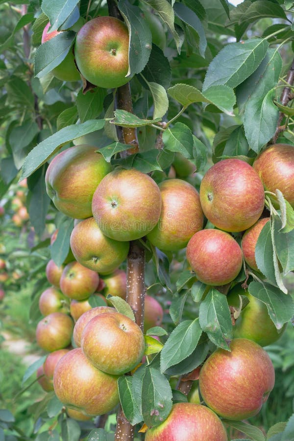 Apples Ripen on a Columnar Apple Tree, Many Apples Turn Red on the ...