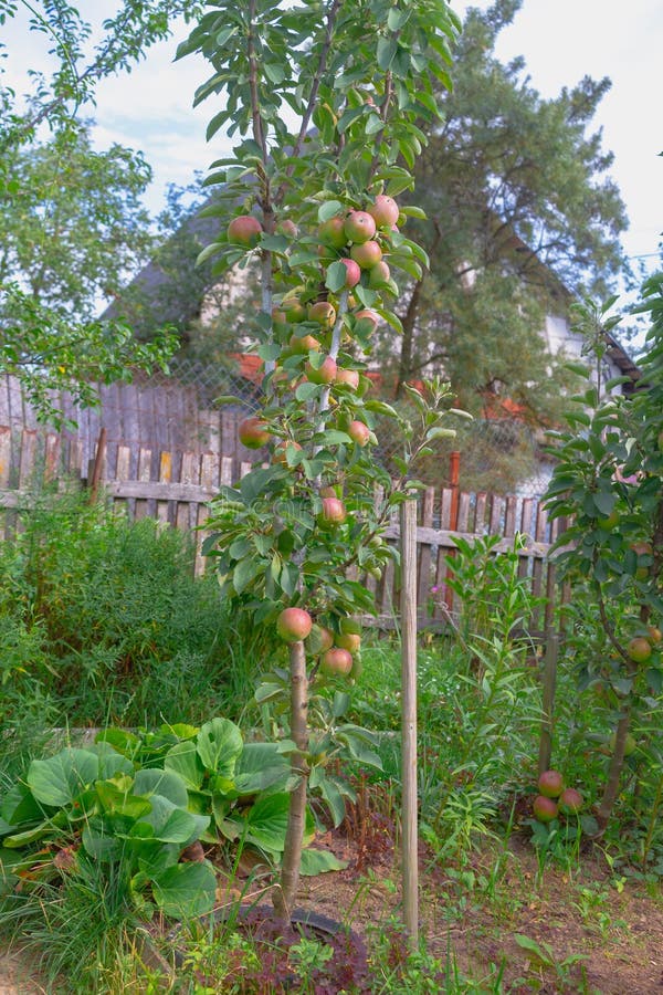 Apples Ripen on a Columnar Apple Tree, Many Apples Turn Red on the ...