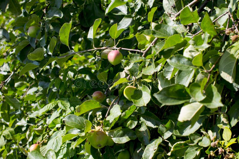Apples ripen on the tree. stock image. Image of spring - 153282333