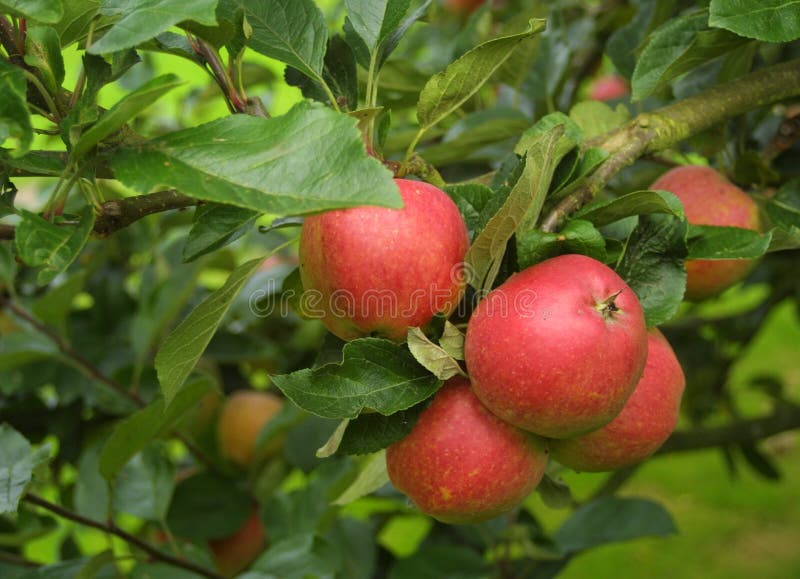 Apples ripening stock photo. Image of fresh, apples - 159416754