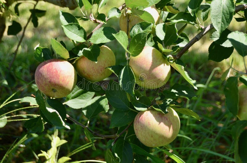 Apples Ripening on the Tree Stock Image - Image of apples, juicy: 124648149