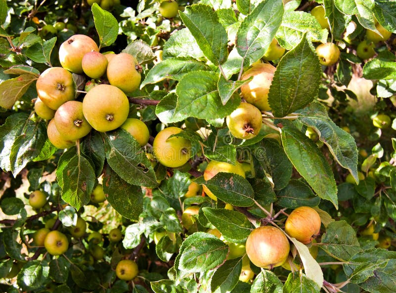 Apples ripening on tree stock image. Image of delicious - 33924007