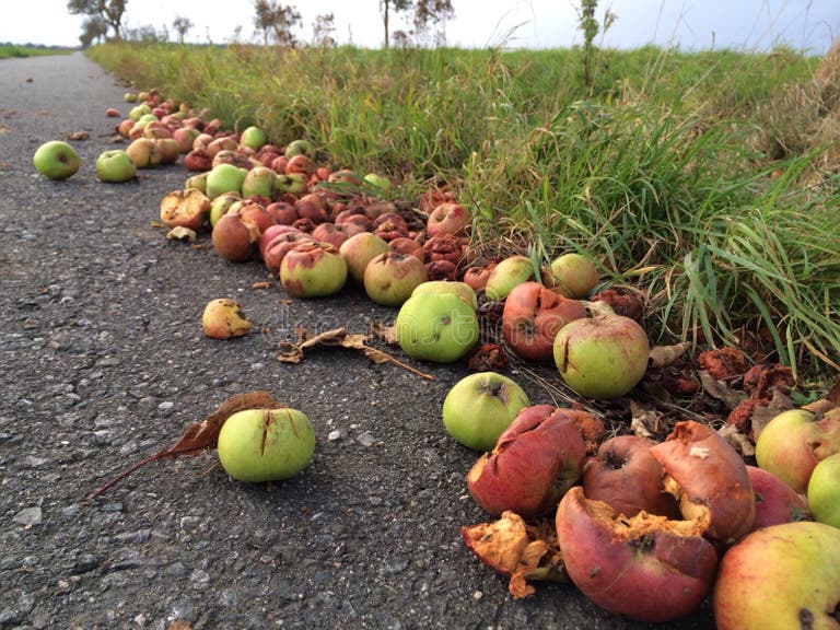 Apples on the road stock photo. Image of summer, road - 51208952