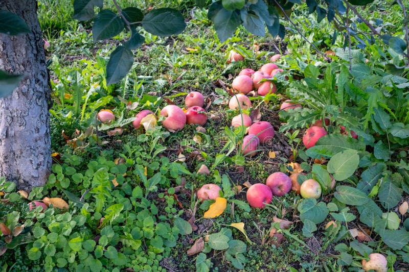 Apples Rotting on the Ground Underneath an Apple Tree Stock Photo ...