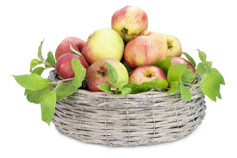 Baskets of apples stock photo. Image of large, life, crop - 28390416