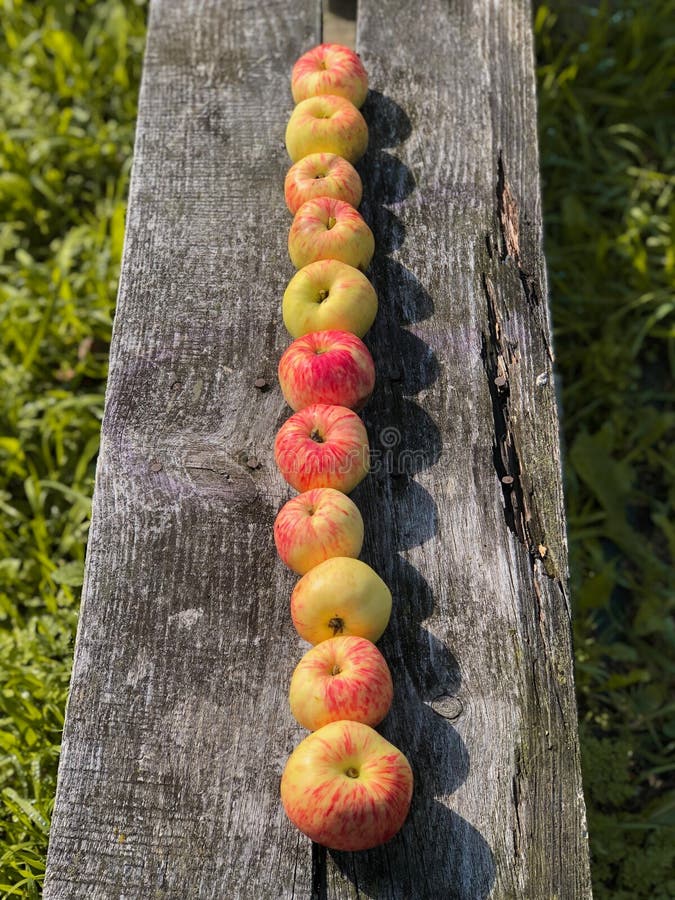 Apples in a Row on a Wooden Board Stock Photo - Image of fresh ...