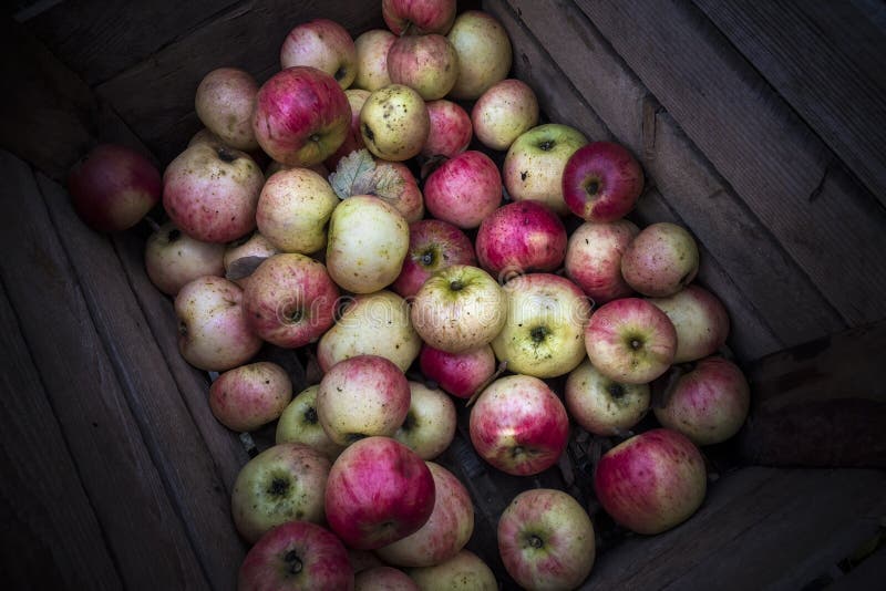 Apples for Sale in Container at Local Market Stock Image - Image of ...