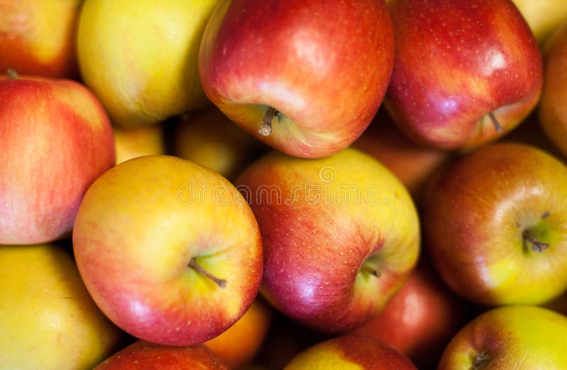 Apples for Sale stock photo. Image of fruit, tree, harvest - 33290854