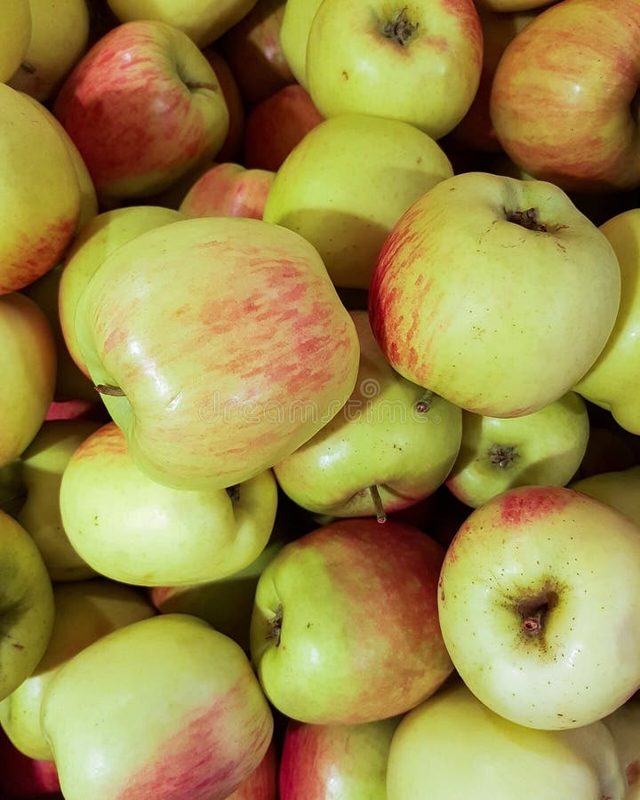 Apples stock image. Image of fall, sweet, delicious, green - 98260611