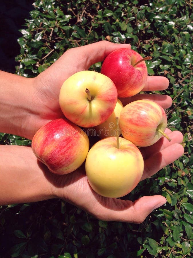 Apples stock image. Image of hands, fruit, small, apples - 45196791
