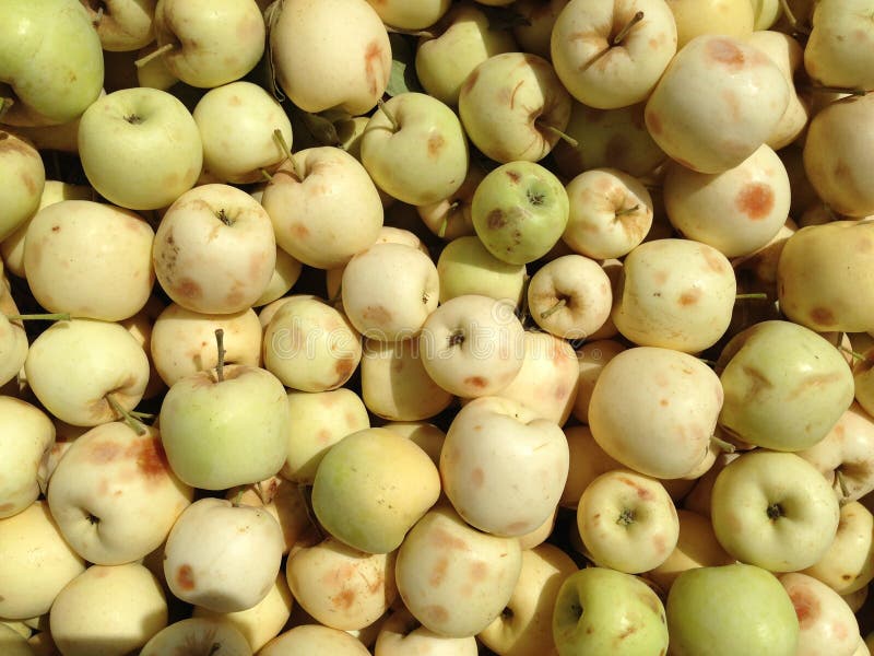 Apples stock photo. Image of food, fruit, collected, fresh - 31549404