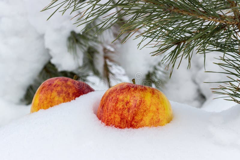 Apples in the snow stock image. Image of snow, product - 65445151