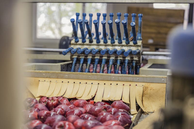 Apples on the sorting line stock image. Image of leaf - 289561371