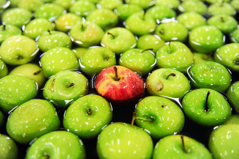 Apples sorting and packing stock photo. Image of orchard - 91068382