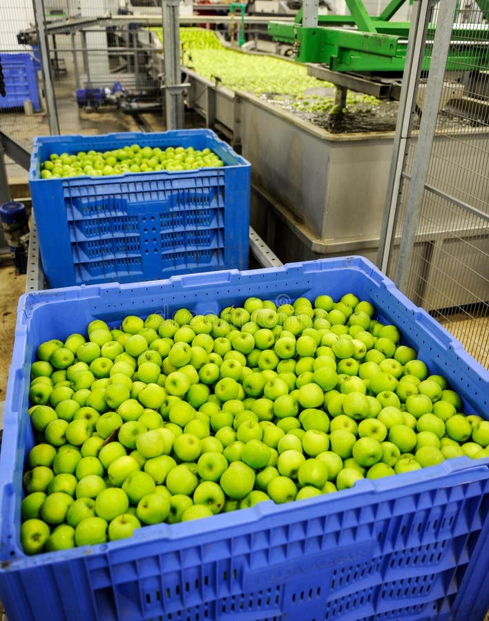 Apples sorting and packing stock image. Image of plant - 91068221