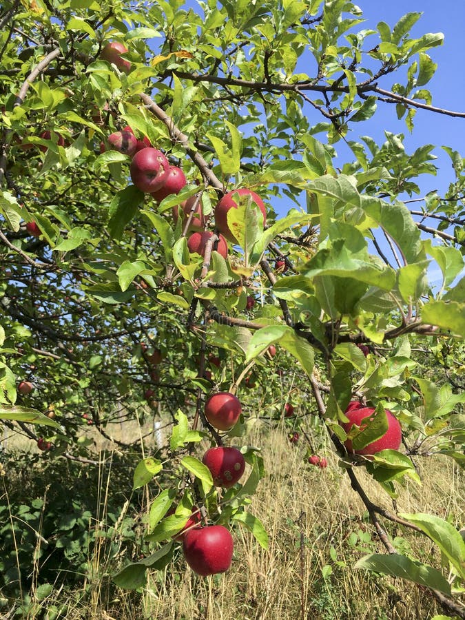 Apples with Spots Due Apple Scab Infestation, Hanging on Tree Stock ...