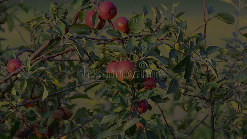 An Apple Tree Blooms in Spring and the Branches Sway in the Wind Stock ...