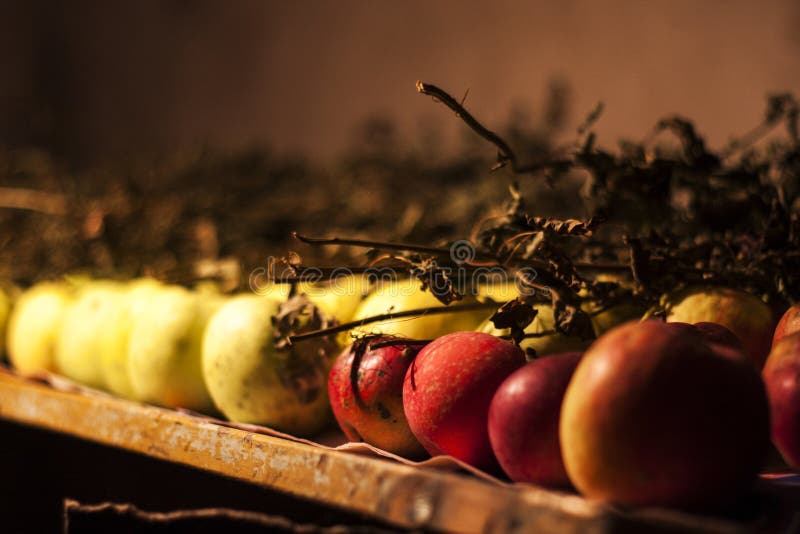 Apples storage stock image. Image of season, garden, natural - 77983895