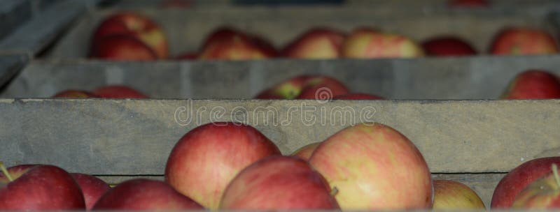 Apples in a storage stock photo. Image of apples, fruits - 70554196