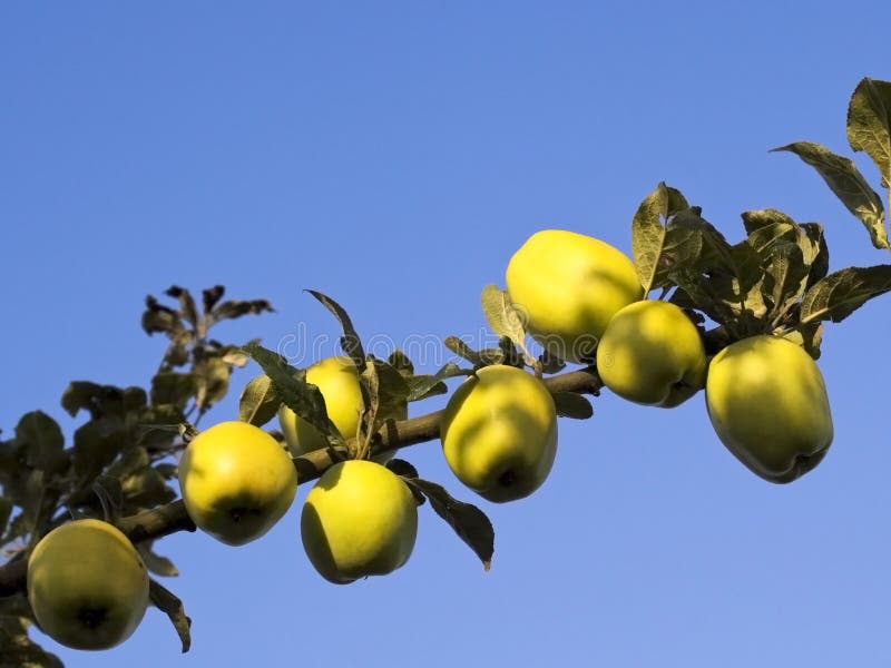 Apples in summer stock photo. Image of warm, apples, food - 10640438