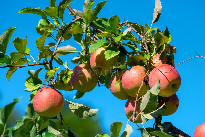 Apples in the sun red stock image. Image of gardening - 197503001