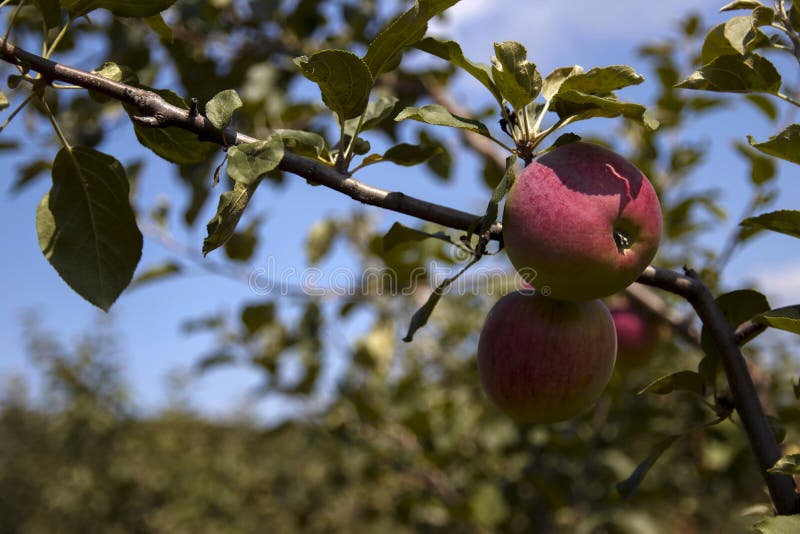 Apples in the sun stock image. Image of organic, green - 228978361
