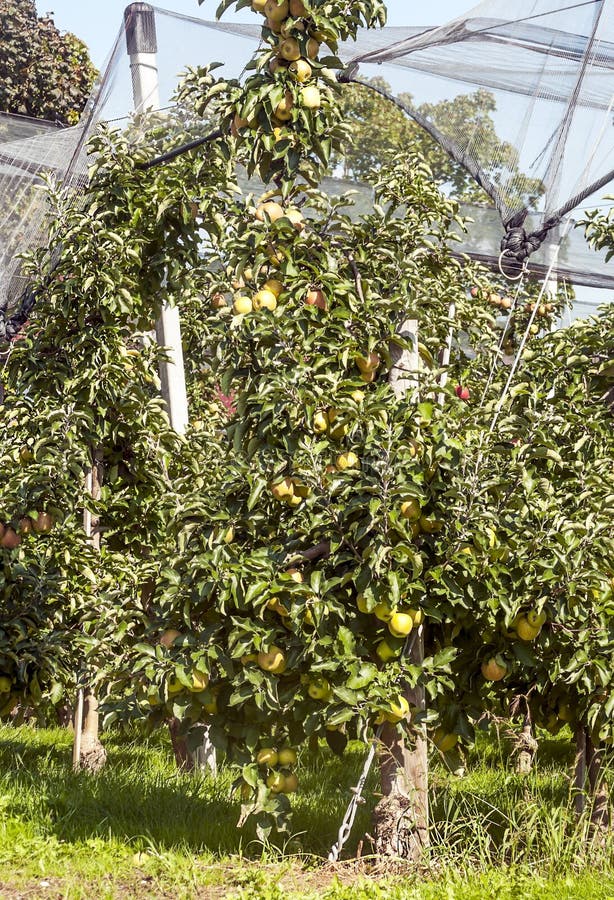 Apples Surrounded by Leaves Stock Photo - Image of vertically, fruits ...