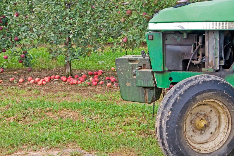 Apple Orchard stock photo. Image of farm, food, rural - 33352494