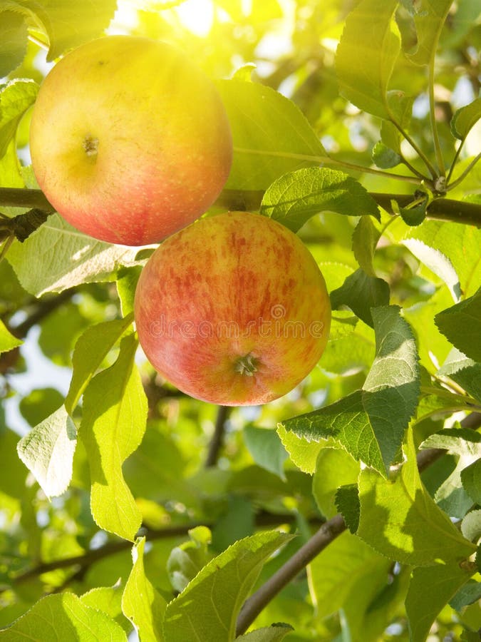 Young Boy Bobbing for Apples Stock Photo - Image of person, caucasian ...