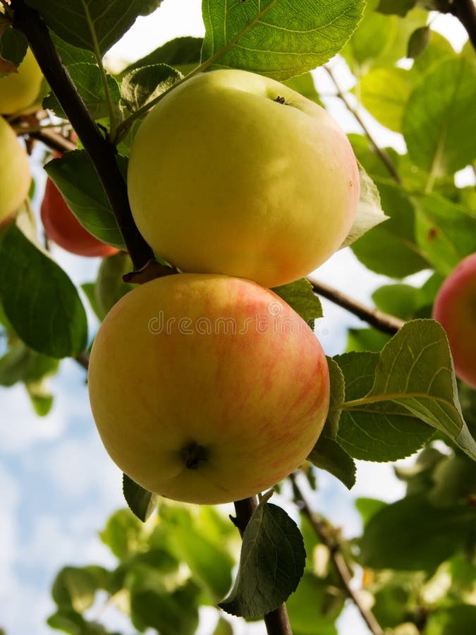 Apples tree stock image. Image of plant, leaves, maturing - 11191687