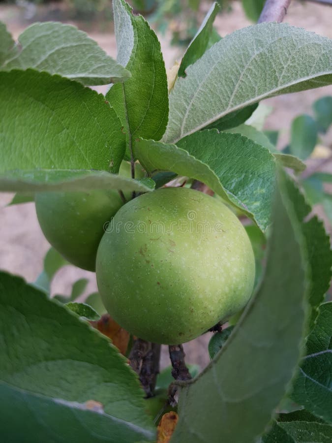 Apples in tree stock photo. Image of deciduous, flower - 204288174