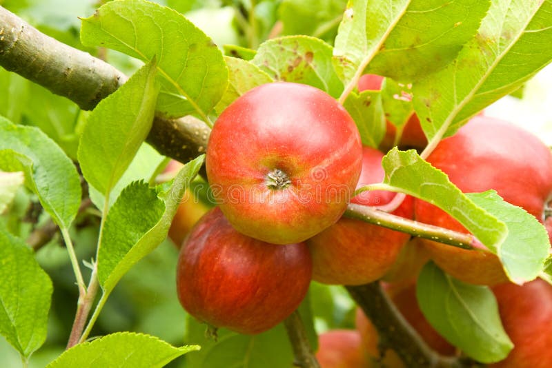 Apple on Tree stock image. Image of branch, trees, fruit - 20529331