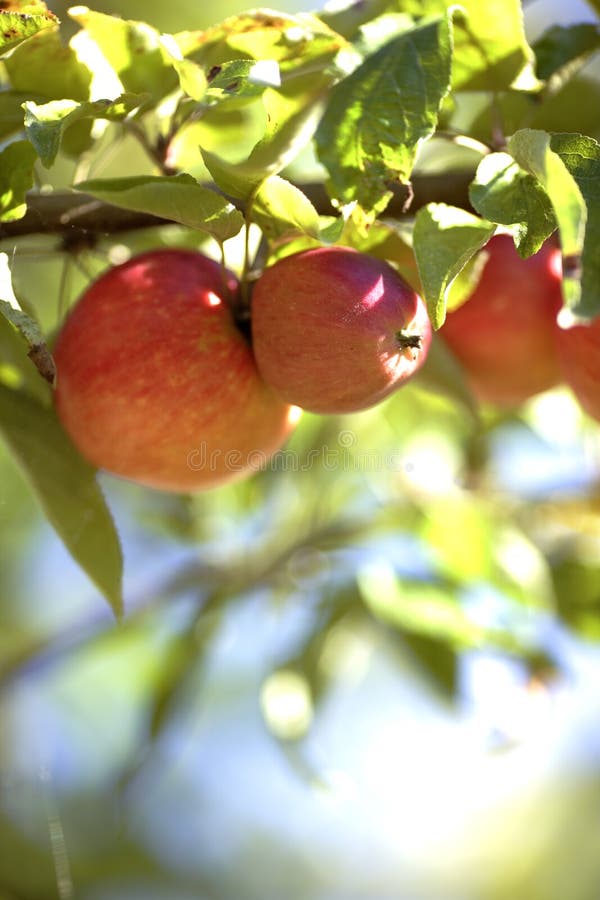 Apples on the Tree 2 stock image. Image of fruits, farm - 286183