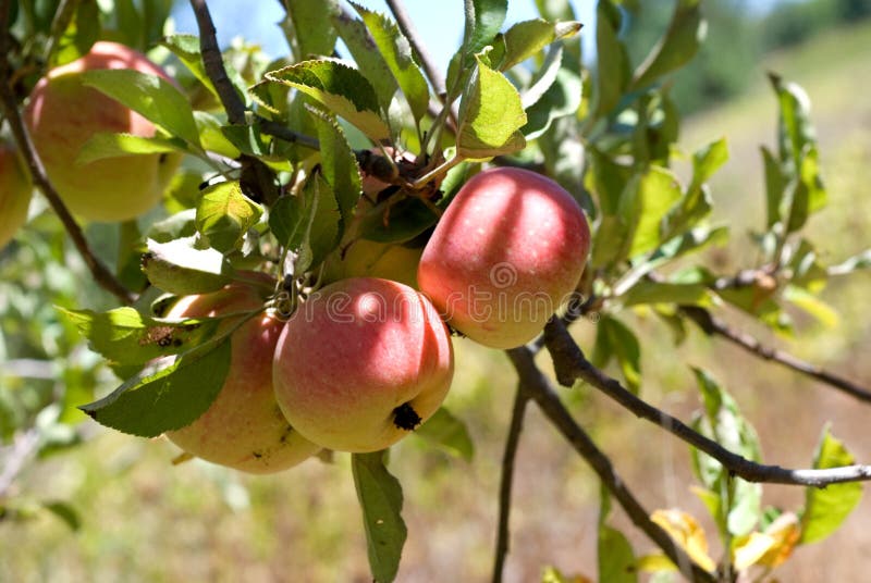 Apples on the tree stock photo. Image of branch, plantation - 3546634