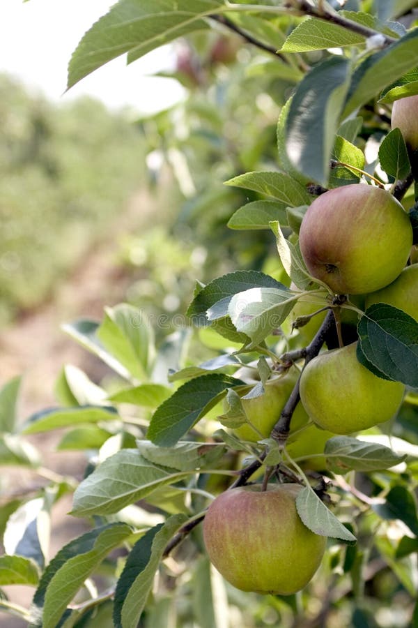 Apples on a tree stock photo. Image of apple, apples, fruit - 413924