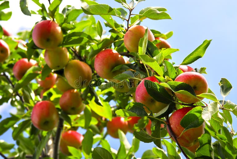 Apples on tree stock image. Image of picking, tree, fruits - 8076767