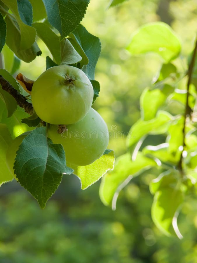 Apples on a tree branch stock image. Image of maturing - 10269227