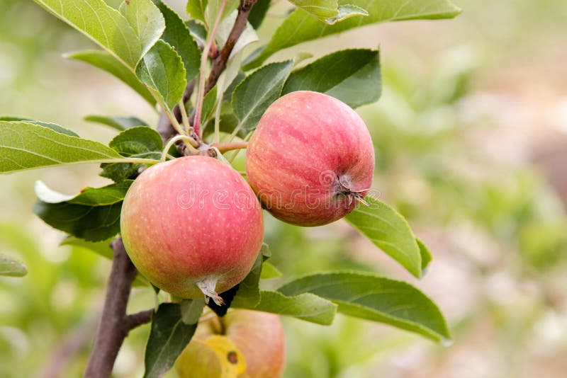 Apples on a Tree Branch Blush in the Garden Stock Image - Image of ...