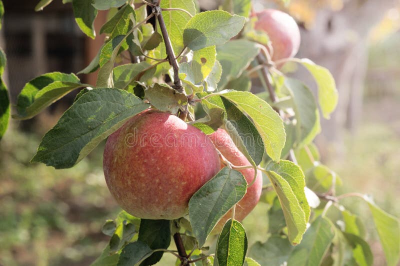 Apples on a tree branch stock photo. Image of organic - 73599936