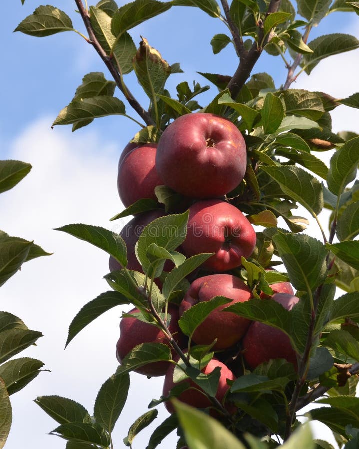 Apples on Tree stock image. Image of apples, ripe, orchard - 159643323