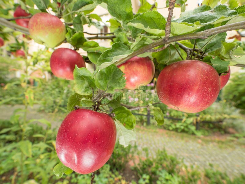 Apples on the tree stock photo. Image of heavenly, nature - 59543212