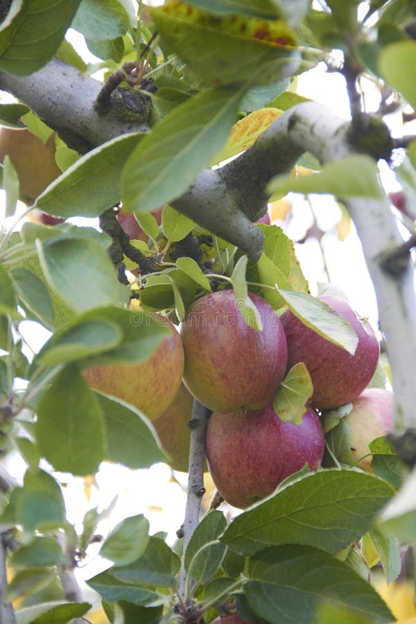 Apples on the Tree in Close Up Stock Photo - Image of food, light: 85829834
