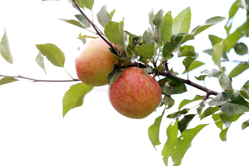 Apples on a tree stock photo. Image of agriculture, delicious - 45040056