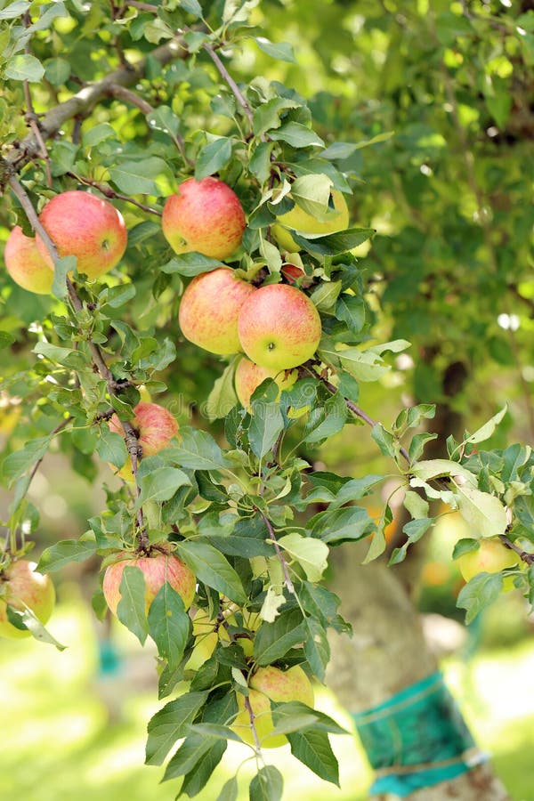 Apples on a tree stock image. Image of august, delicious - 45041525