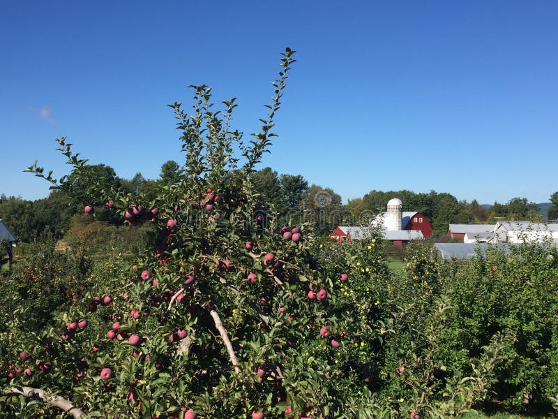 Apple orchard stock image. Image of tree, orchard, farm - 101063463