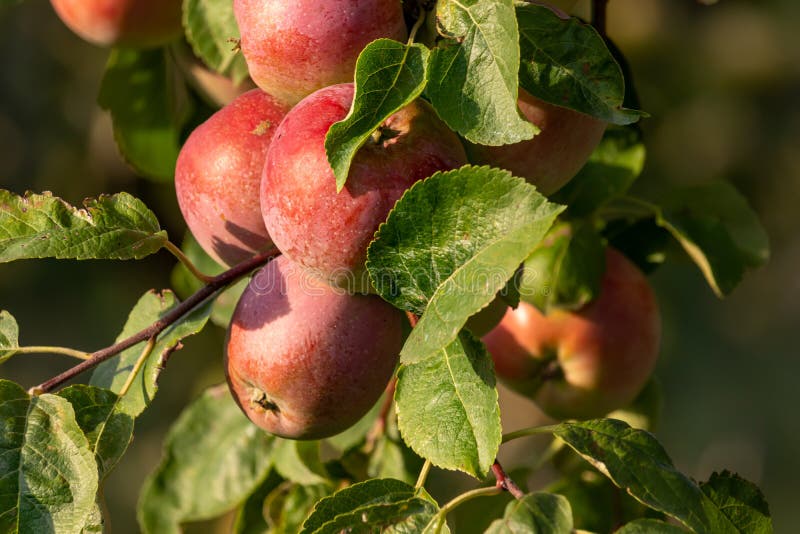 Apples on a Tree in a Garden on a Sunny August Day Stock Image - Image ...
