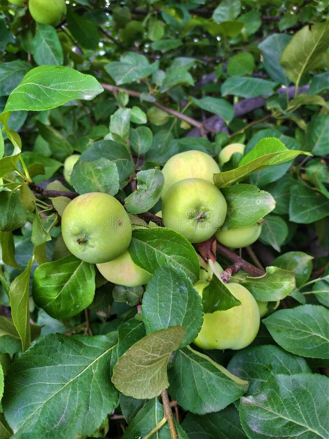 Apples on the tree stock photo. Image of fruit, tree - 261936890